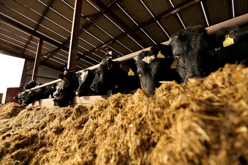 Slaughter age cut could hike emissions if national herd numbers are not ...
