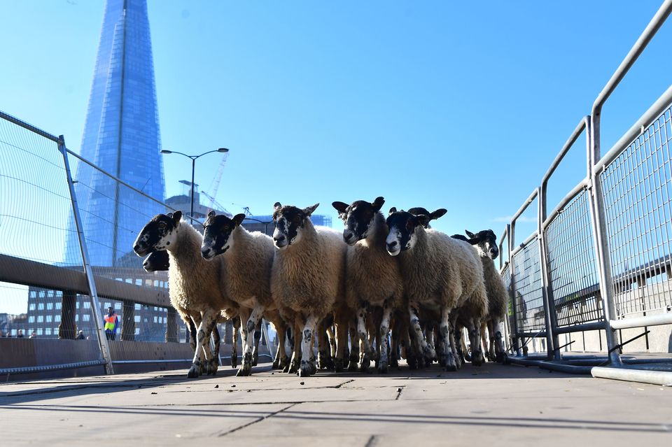 London Bridge sheep drive led by Alan Titchmarsh in centuries-old ...