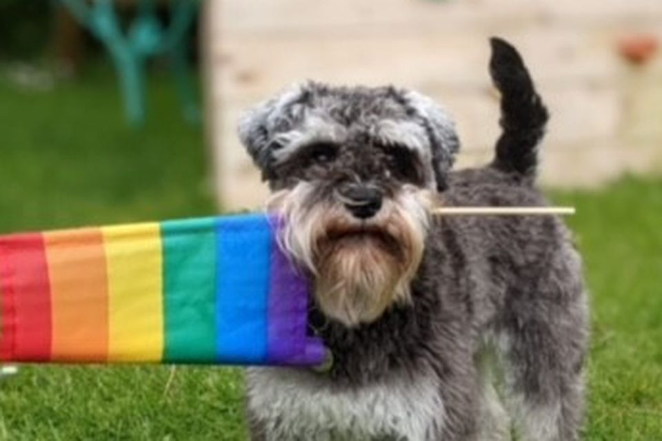My pet: ‘Bonnie is quite possibly the favourite child in our family ...