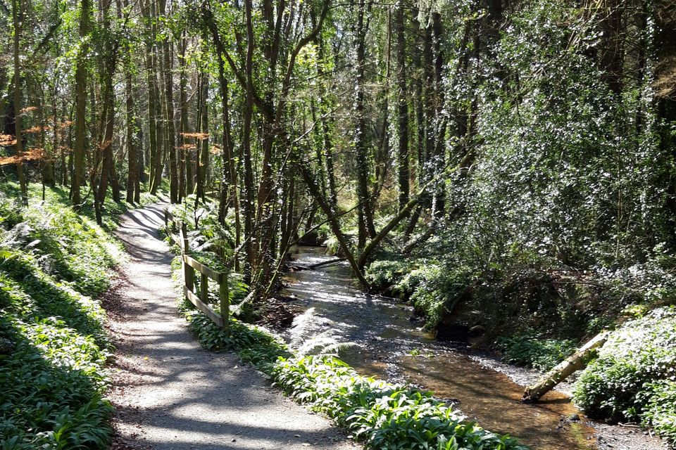 Tintern Woods is fourth most visited forest in the country | Irish ...