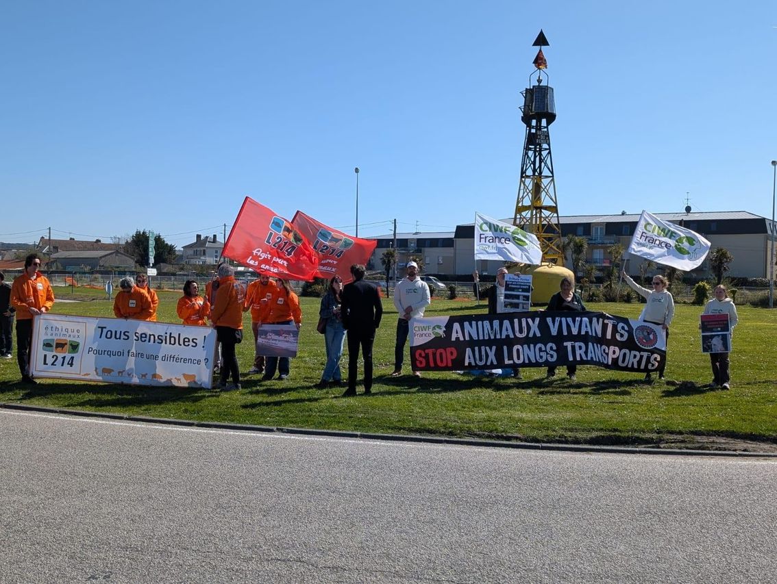 Animal rights groups protest at Rosslare and Cherbourg over Brittany ...