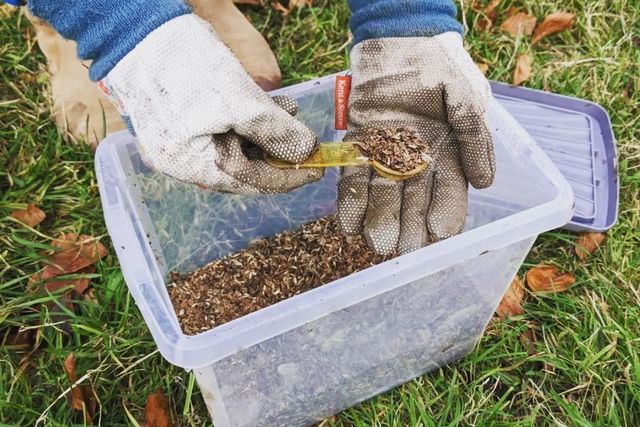 New native wildflower meadow planted by ReWild Wicklow | Irish Independent