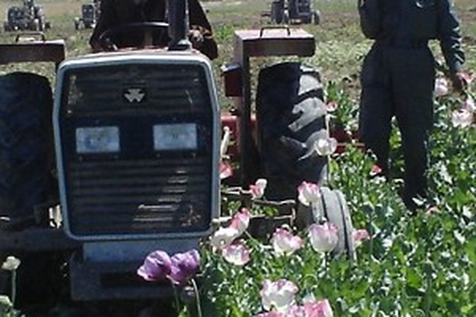 Disease halves Afghan opium crop | Independent.ie