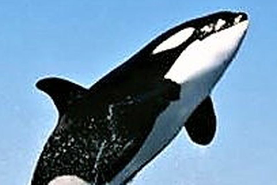 Sightings of Killer Whales are pretty rare | Irish Independent