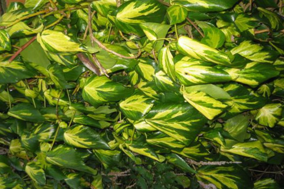 Ornamental plants with a proud Irish heritage | Irish Independent