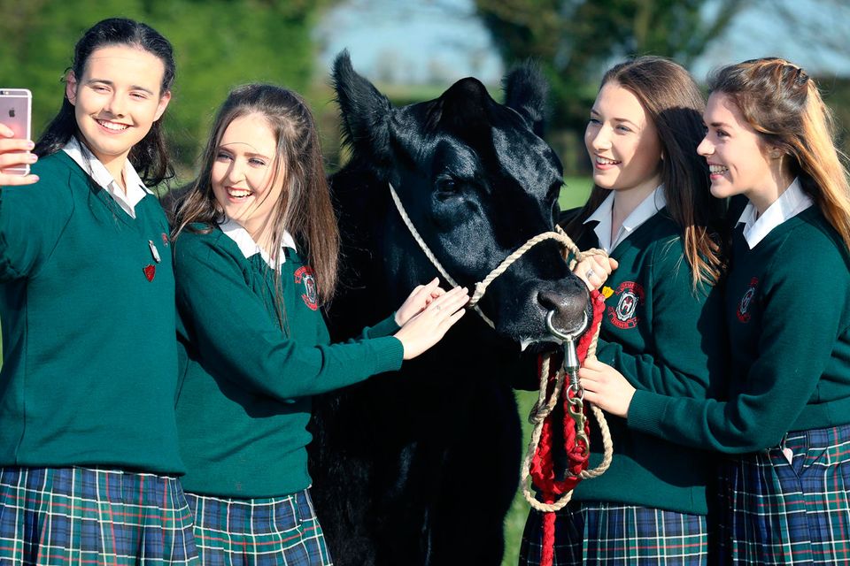City slickers scoop calf-rearing farm prize | Irish Independent