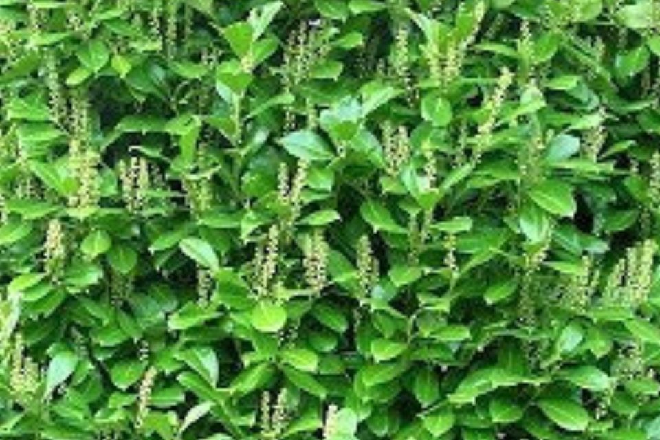 Cherry Laurel has settled very well here in Ireland | Irish Independent