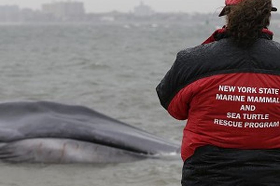 Stranded whale dies on NY beach | Independent.ie