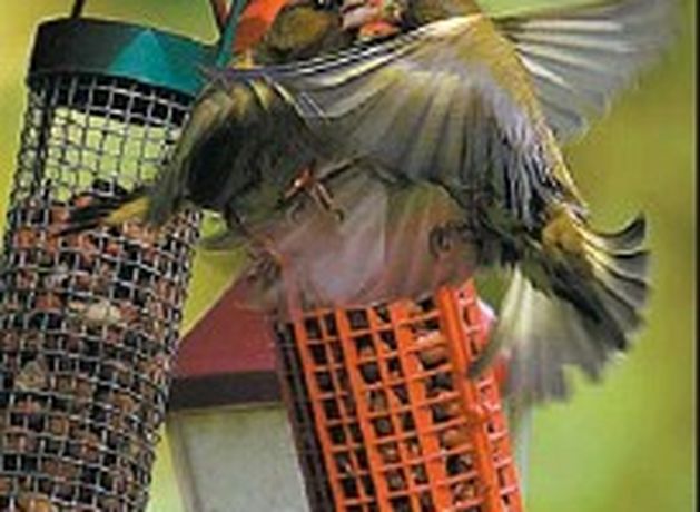 ENVIRONMENT WATCH: Kerry an ideal place to get into bird watching ...