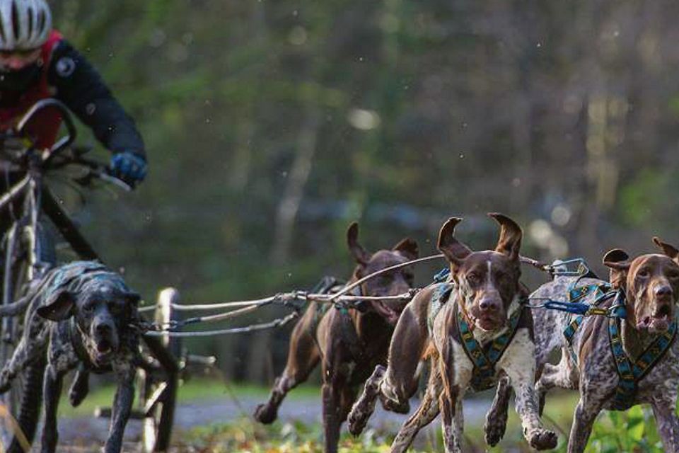 Pooch power! | Irish Independent