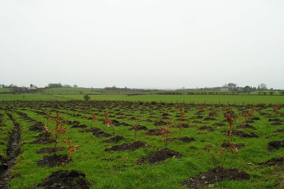 New forestry scheme set to be up and running by January | Irish Independent
