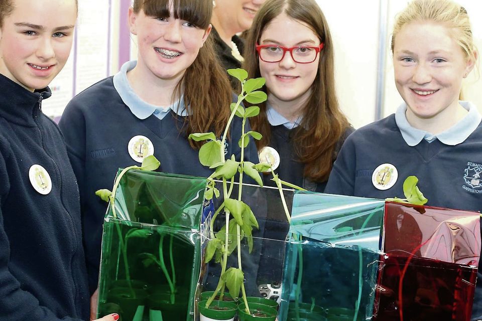 Young minds display their work at Primary Science Fair | Irish Independent