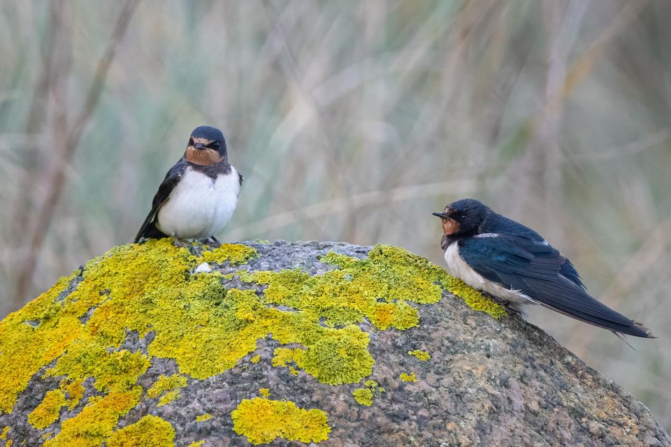 Swallows stayed in Ireland this winter due to mild weather caused by ...