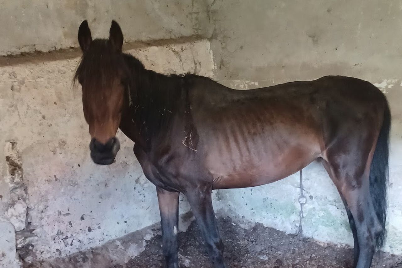 ‘One of the worst cases of animal cruelty’ – Women (60) jailed and ...