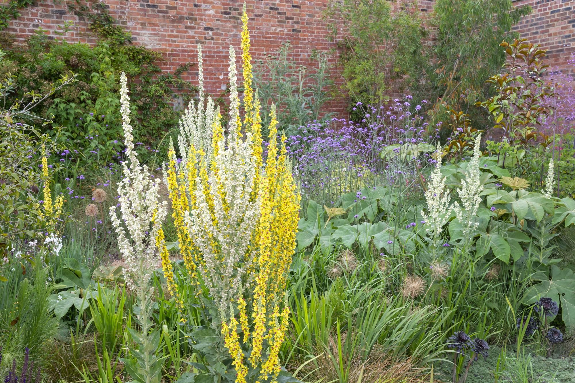 Diarmuid Gavin’s guide to plants that will thrive in dry conditions ...