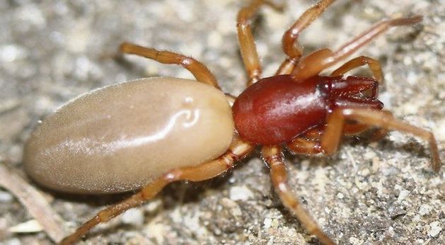 Woodlouse spider breaks all the rules | Irish Independent