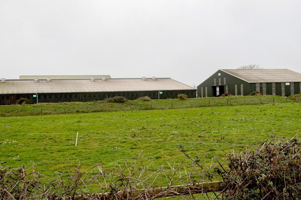 Wexford County Council to issue legal proceedings against Premier Pigs ...