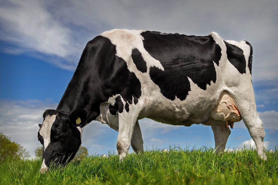 How to apply tail paint and scratch cards correctly to your dairy herd ...