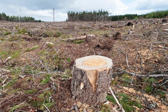 Is clearfelling forestry fueling Ireland’s bovine TB crisis? | Irish ...