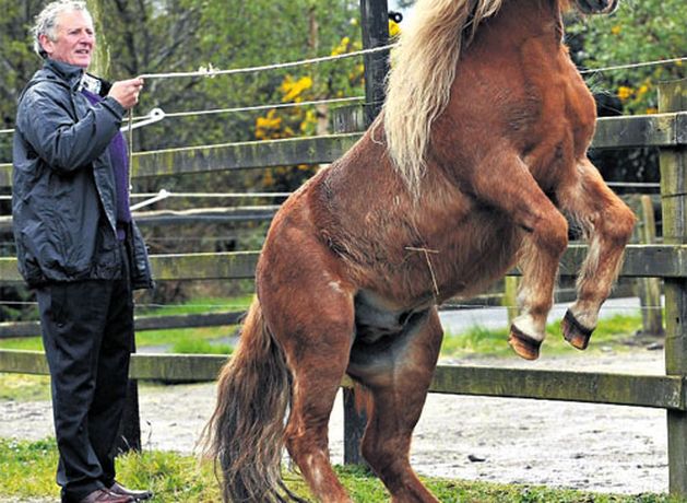 Hot-to-trot Flashy saves pony breed by siring 140 foals | Irish Independent