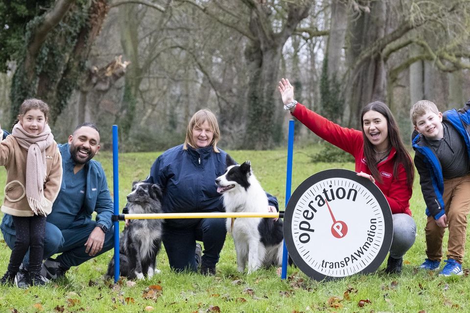 The top five dog walking routes in Wexford revealed | Irish Independent