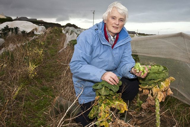 Thieves steal nuns' Christmas sprout crop | Irish Independent