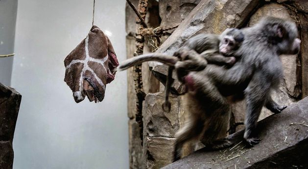 Zoo animals are not commodities to be cynically bred and butchered ...