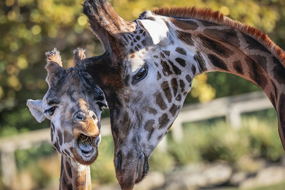 Dublin Zoo announces big plans for the next decade ahead of 200th ...