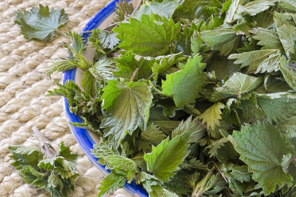 Sustainable living: How to use garden nettles as plant food – and in ...