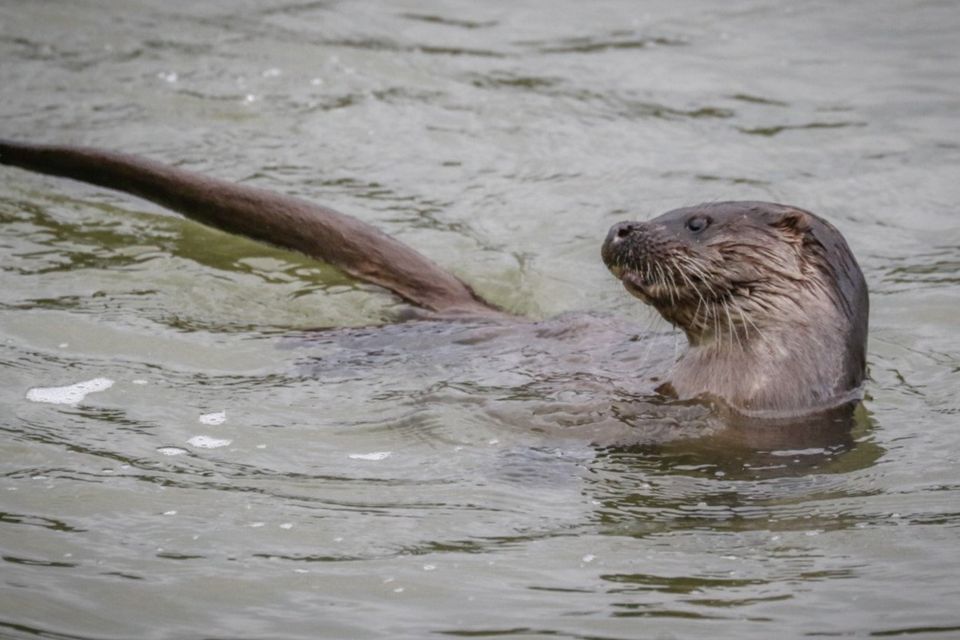 Rare picture of otter captured at Wexford Bridge | Irish Independent