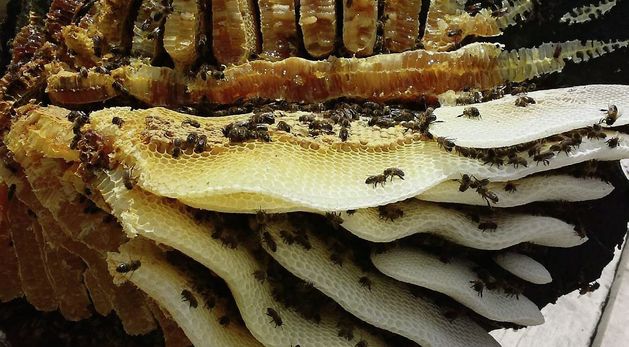 300,000 bees and 30 stone of honey! | Irish Independent