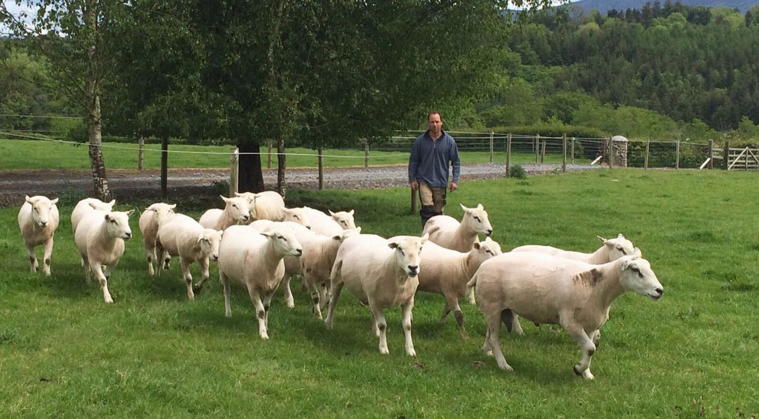 Breed of the future: Meet the pioneer with the Lleyn breed in Ireland ...