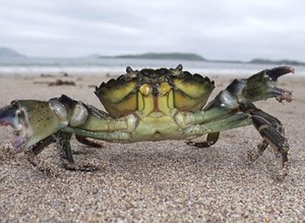 Crab photograph wins national prize | Irish Independent