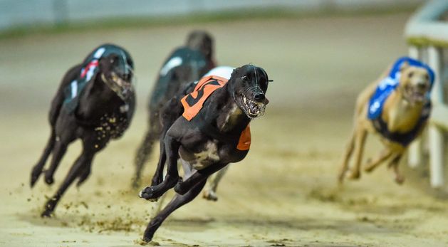 Greyhounds: Ballymac Vic retired after glittering career | Irish ...