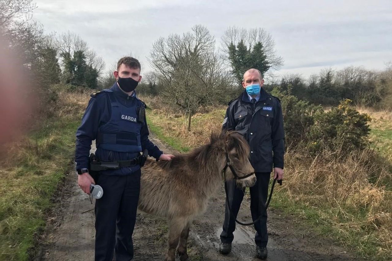 Gardaí rescue starving, injured pony from Tipperary bog and appeal for ...