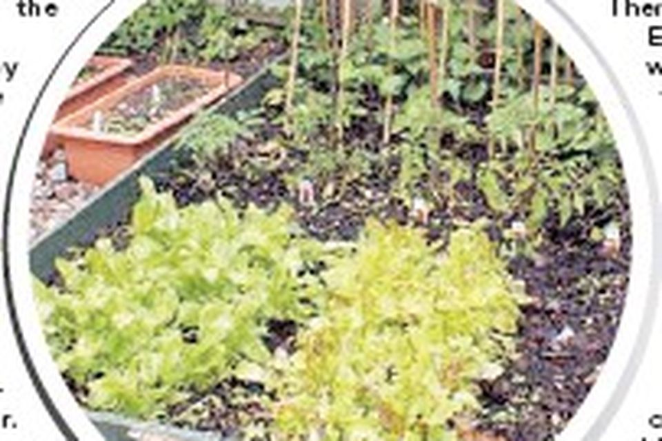 Creating your own vegetable patch | Irish Independent