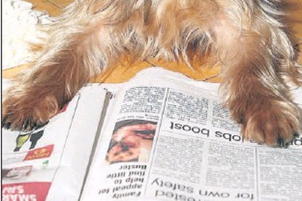 Lucky little Buster is town celebrity | Irish Independent