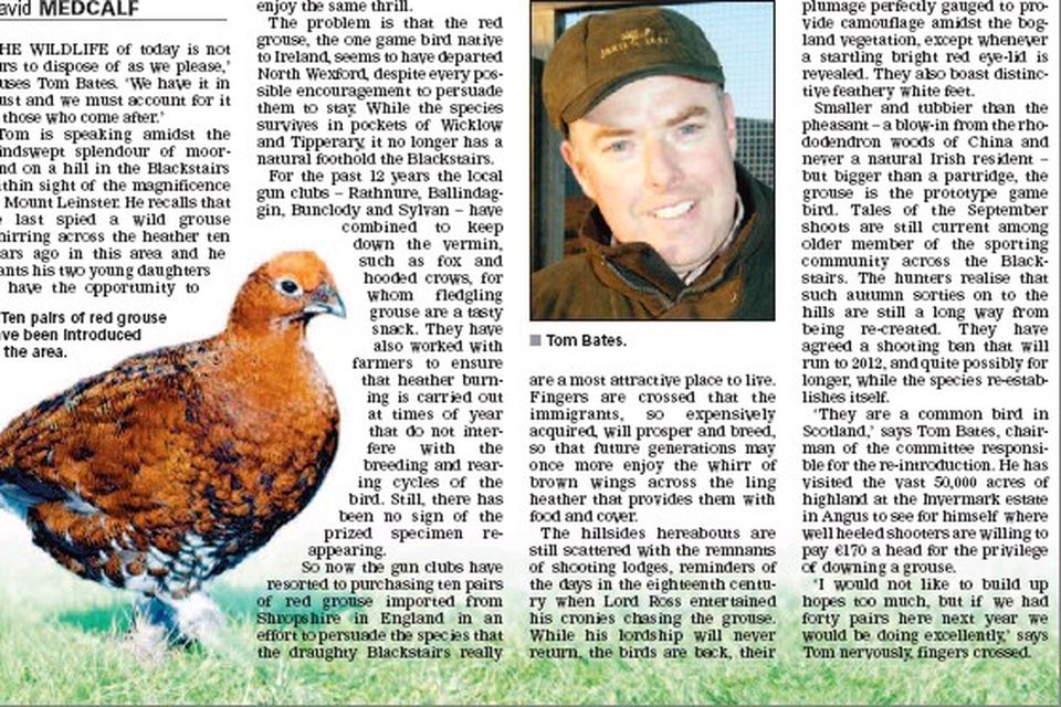 The return of red grouse | Irish Independent