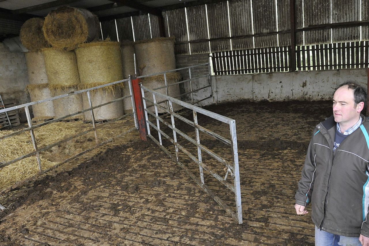 Cattle rustling 'like wild west', says IFA | Independent.ie