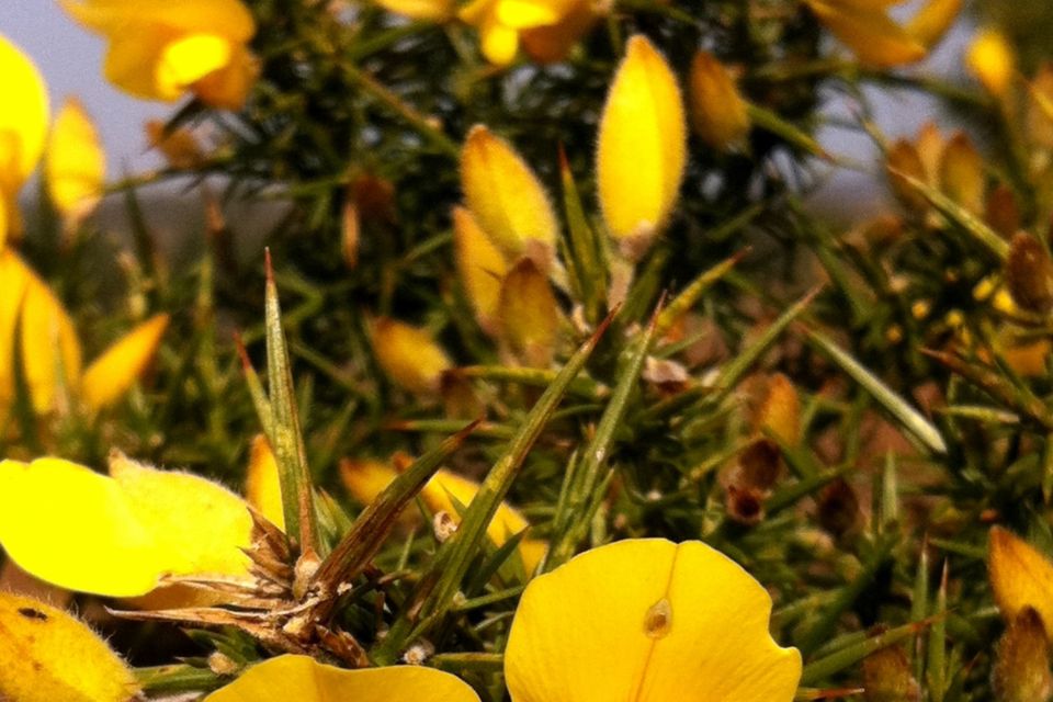 Gorse putting on a great display of golden blooms | Independent.ie