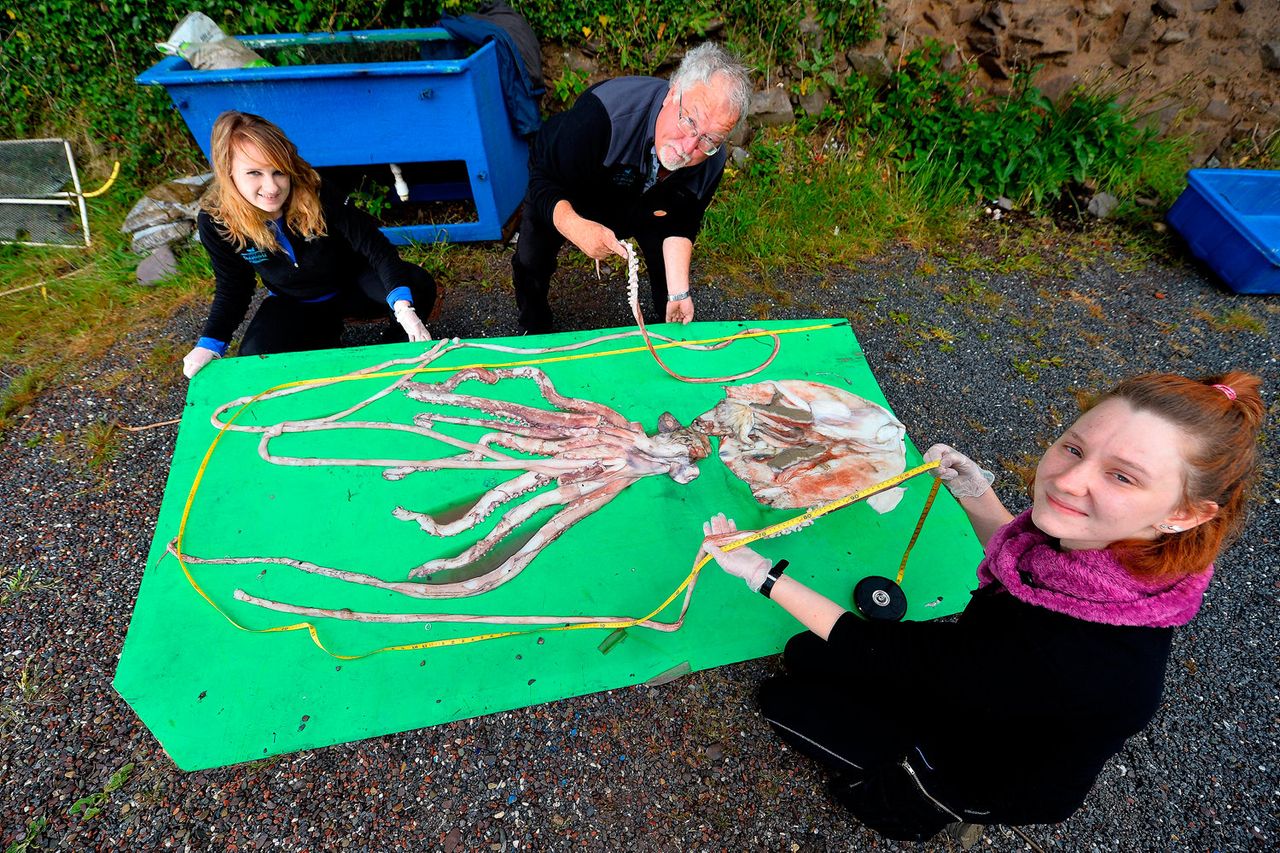Elusive giant 19ft squid caught off the Irish coast | Irish Independent