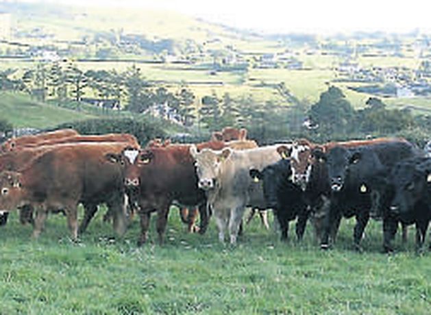 With prices on the rise, now may be the time to sell finished cattle ...