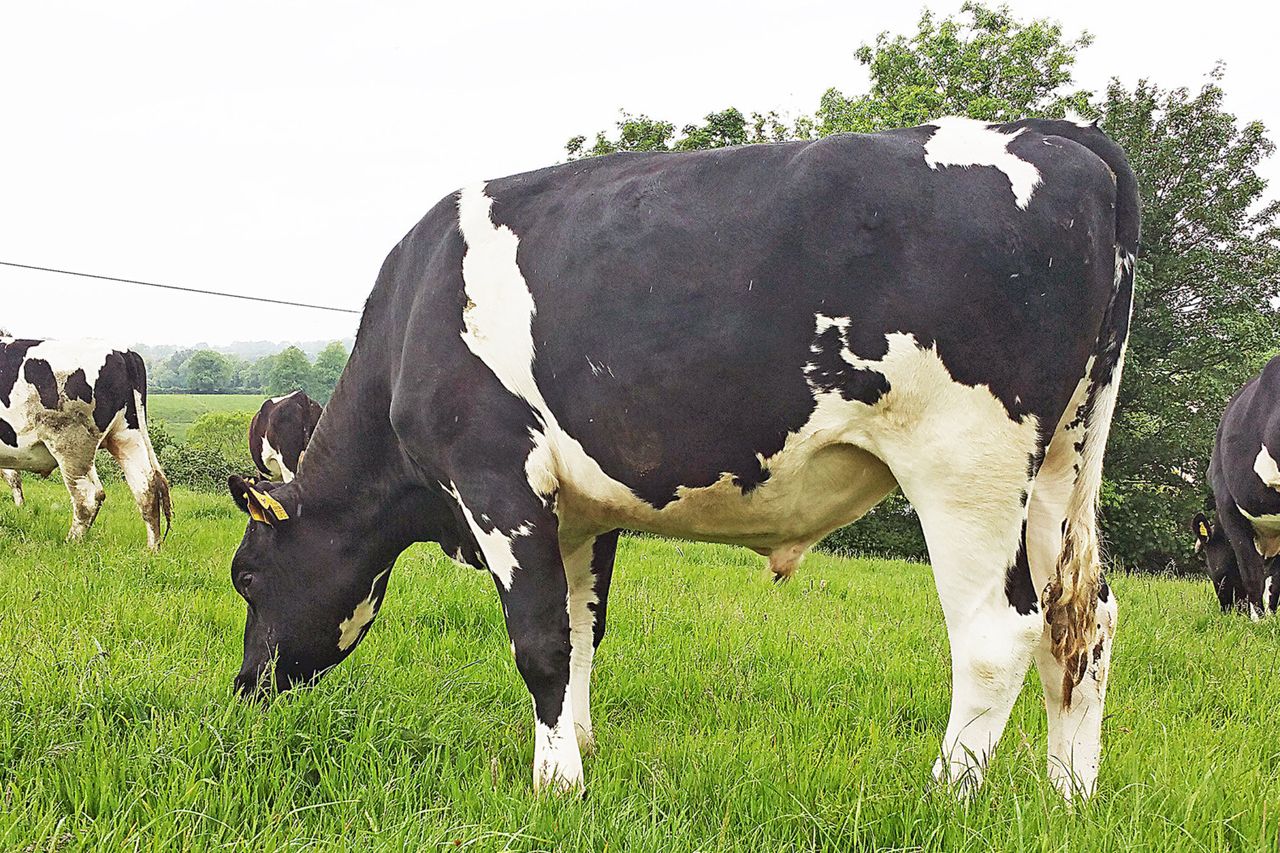 John Heney: 'Brave face' approach has aided continuing decline in beef ...