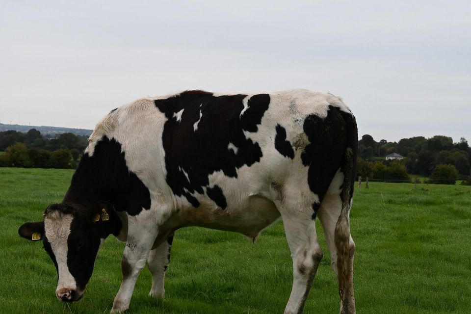 John Heney: Are beef farmers at last being forced to rethink their ...
