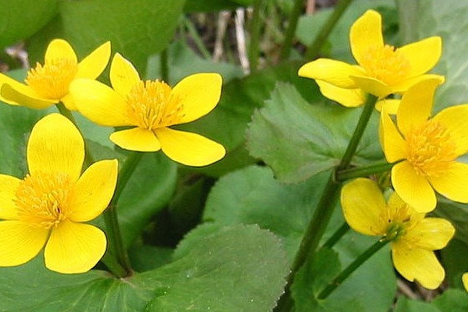 Nature Trail: Marsh-marigold a harbinger of fine summer days to come ...