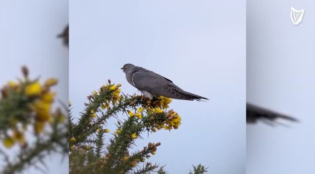 Rare sighting of a cuckoo bird in Galway | Irish Independent