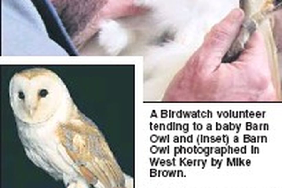 West Kerry initiative aids barn owl revival | Irish Independent