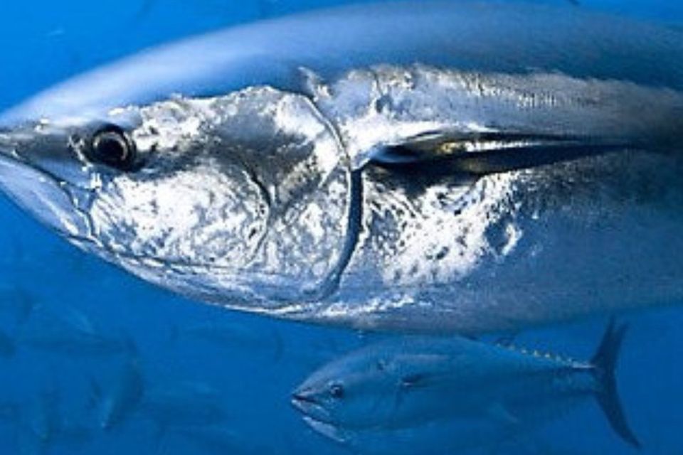 Programme aiming to understand behaviour of Tuna in Irish waters ...