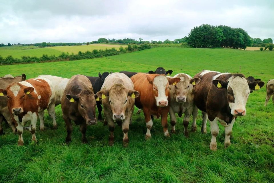 Teagasc demonstration farm to become home of €300m pharmaceutical plant ...