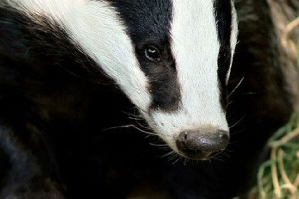 Badgers and TB are a source of intense debate | Irish Independent